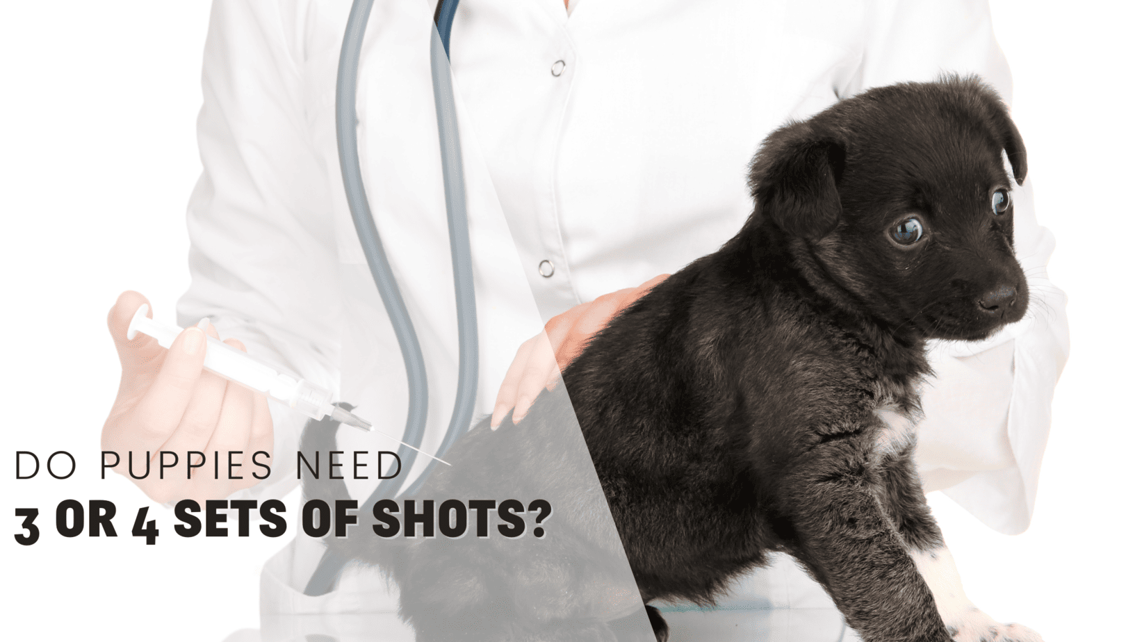 Understanding Puppy Vaccinations: Do Puppies Need 3 or 4 Sets of Shots ...